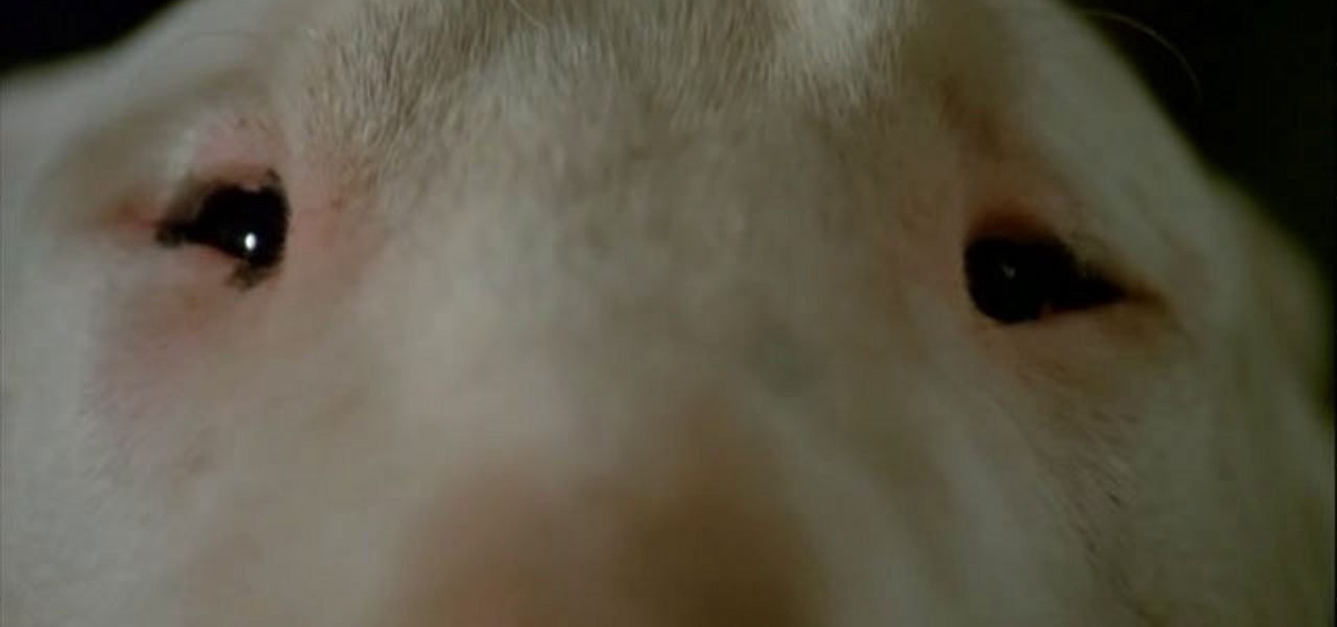 'Baxter' Blu-Ray Review - Nihilistic Pup Racks Up A Body Count In ...