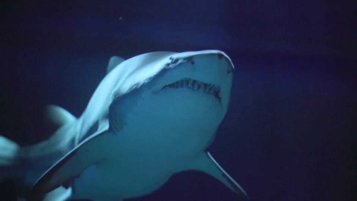'Sharksploitation' (2023) Review - Shudder Documentary Offers A Fun ...