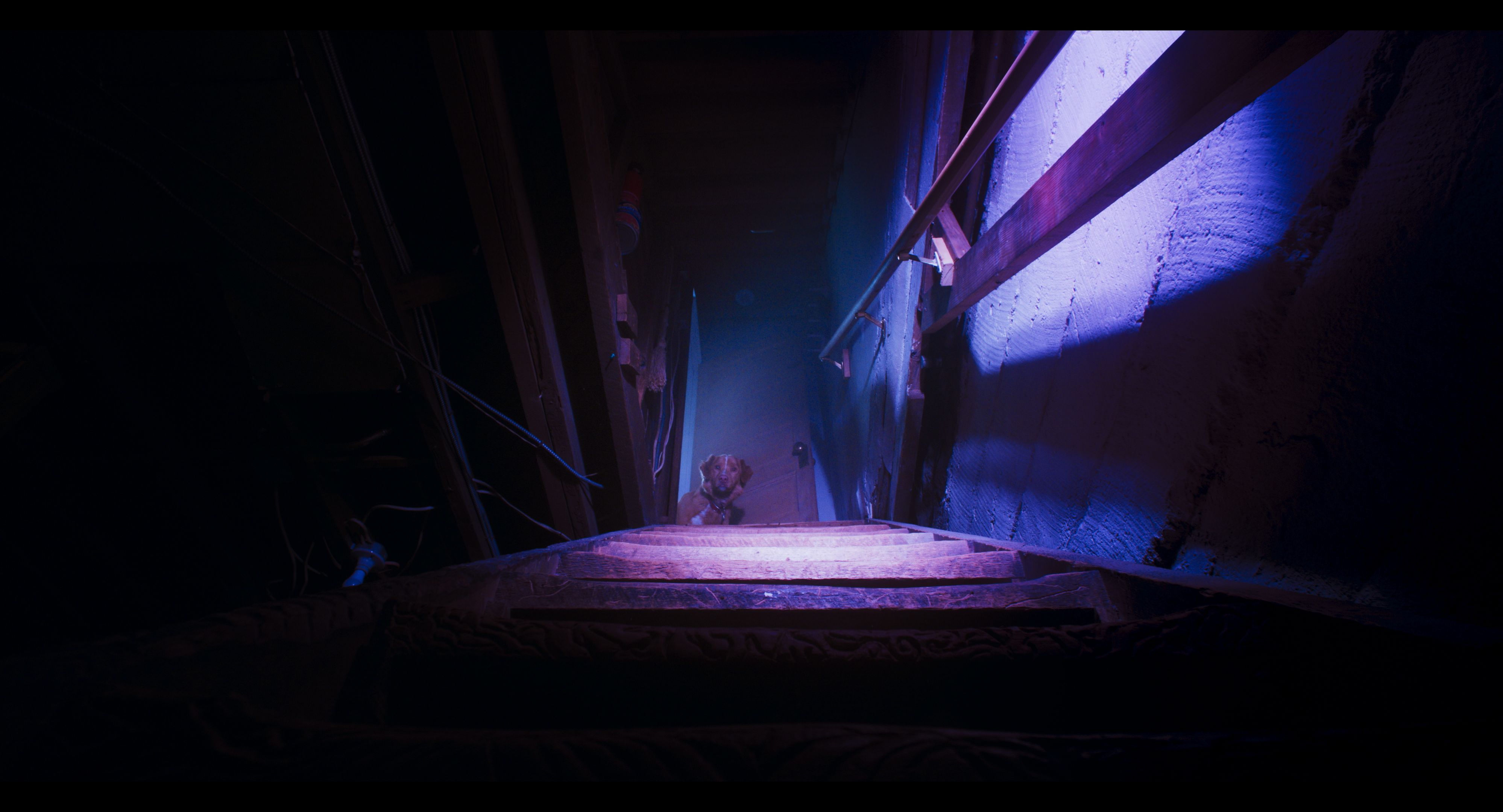 'Good Boy' (2025) Review - Man's Best Friend In A Haunted House Makes ...